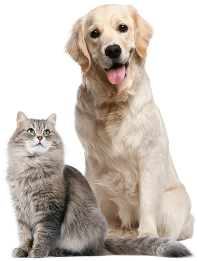 Ultrassom Terapêutico - RestituoVet